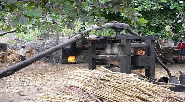 Licenciadas 209 unidades de produção de grogue no País | OPAÍS.cv